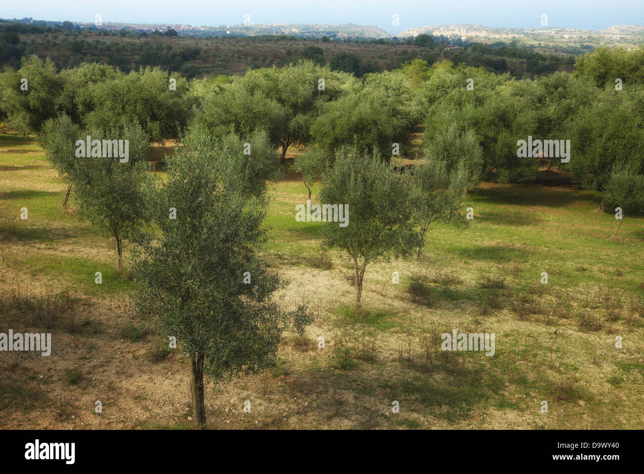 Olive tree calabria italy hi-res stock photography and images - Alamy