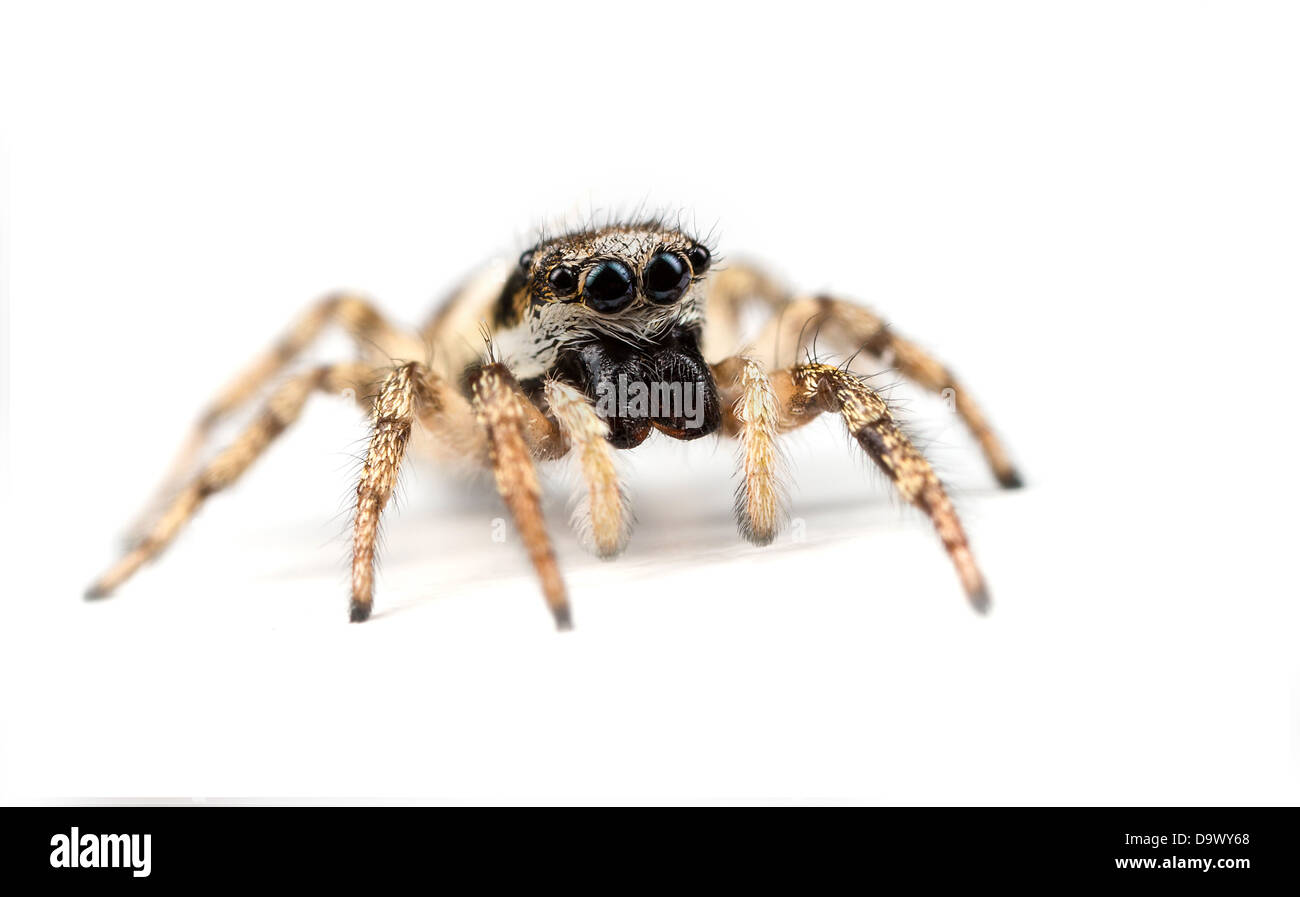 Jumping or Zebra Spider - Salticus scenicus - on a white background ...