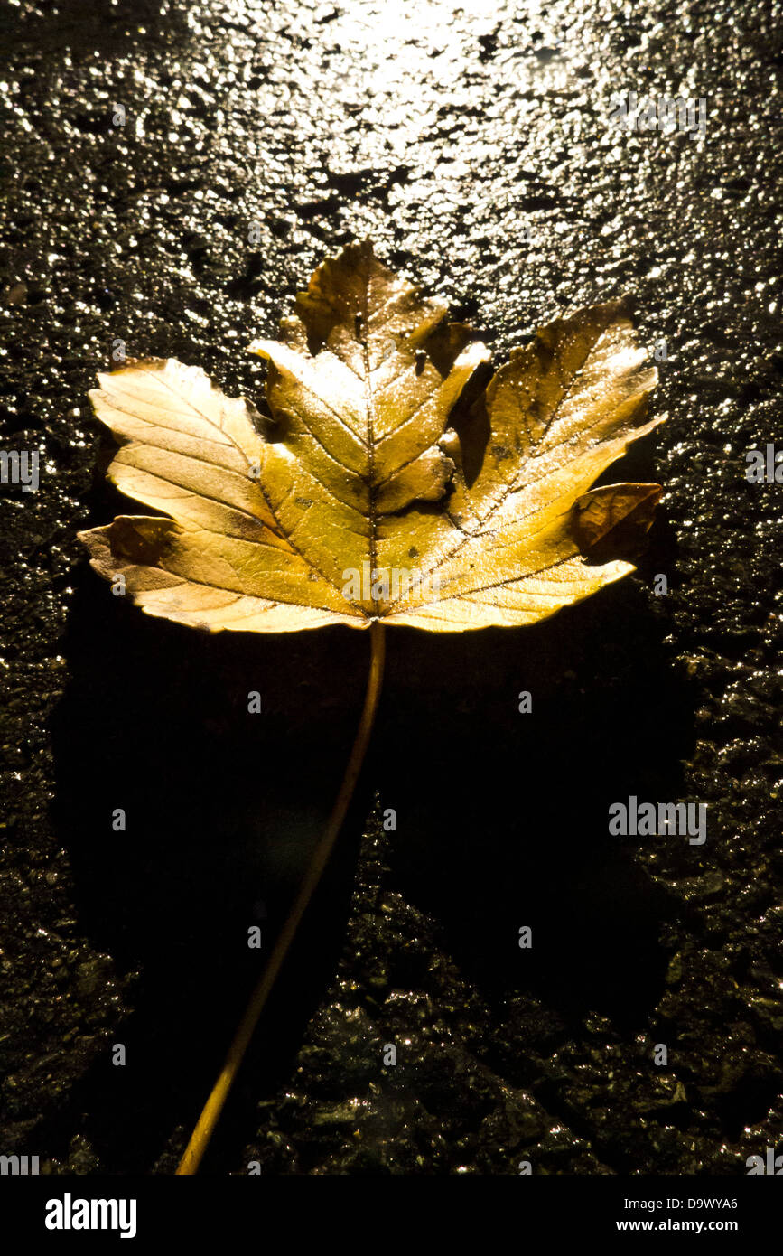 Wet maple hi-res stock photography and images - Alamy