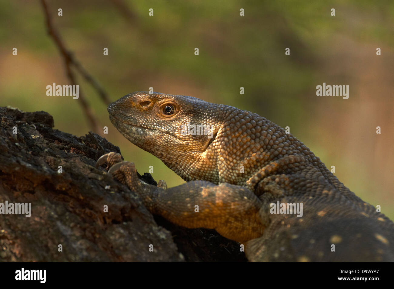 Varanus Albigularis Albigularis