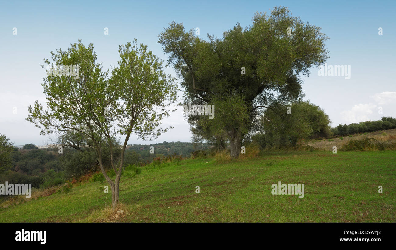 The strange shapes of the olive trees, Calabria,Italy Stock Photo - Alamy