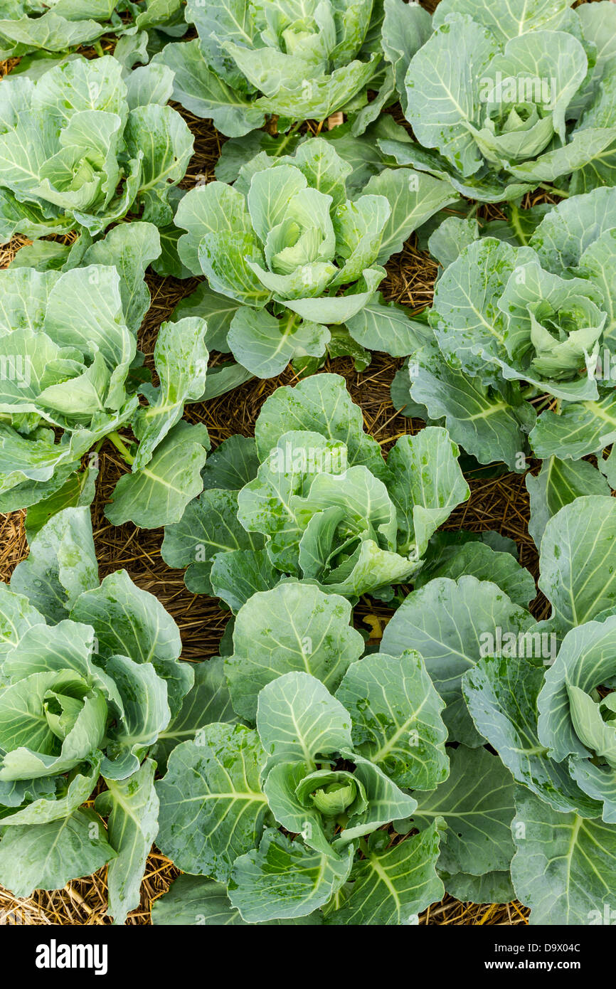 Cabbage Seedlings High Resolution Stock Photography and Images - Alamy