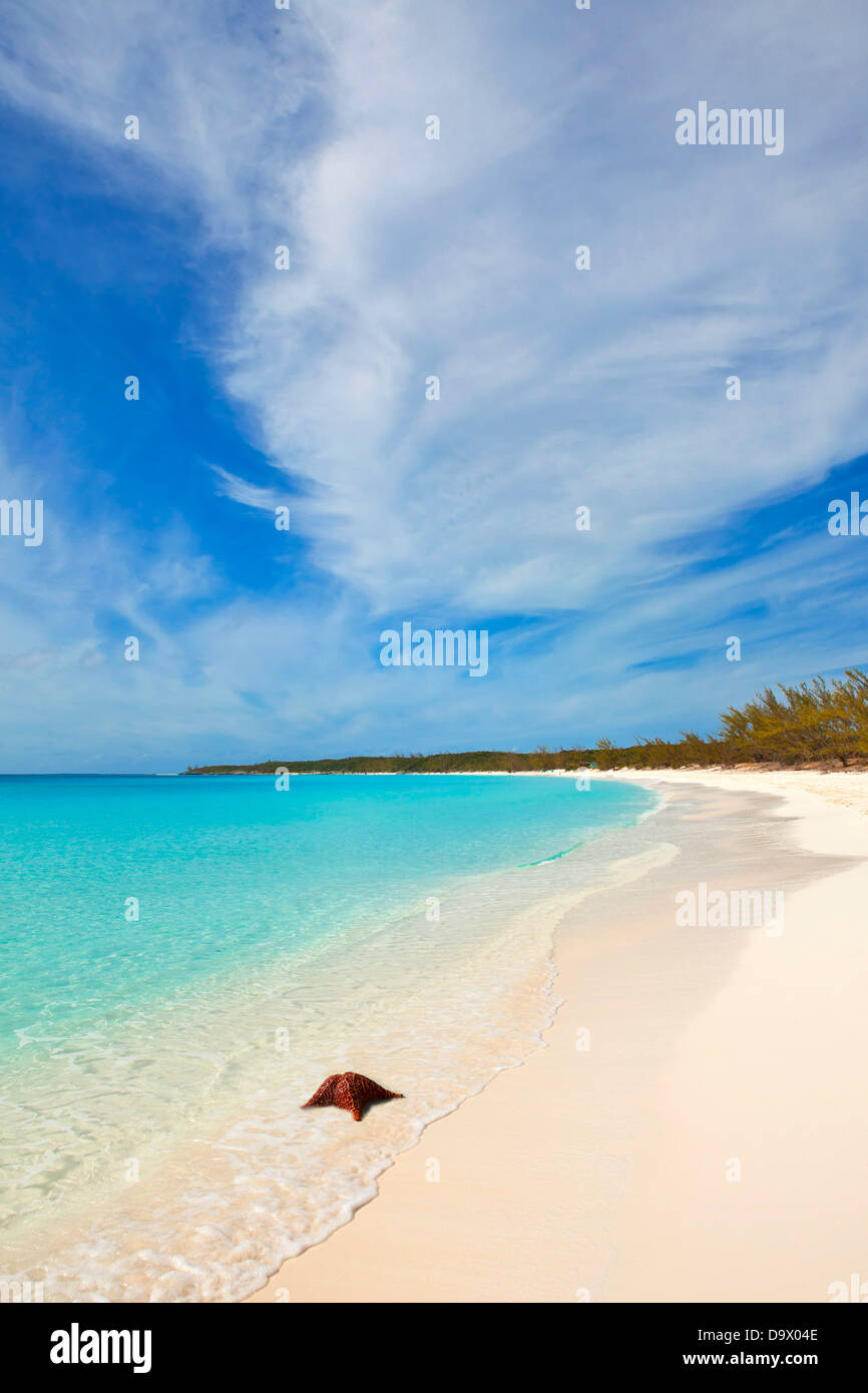 beach and starfish with turquoise waters in bahamas Stock Photo - Alamy