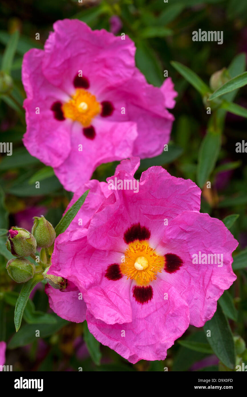 Cistus purpureus Rock Rose Stock Photo - Alamy