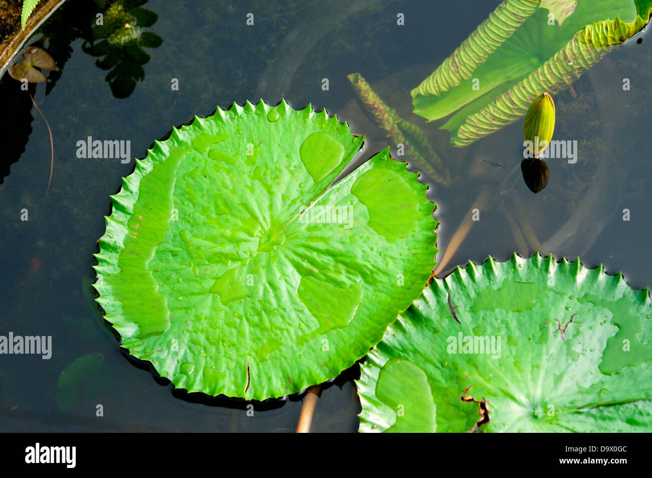 water lily leaf in Basin Stock Photo - Alamy