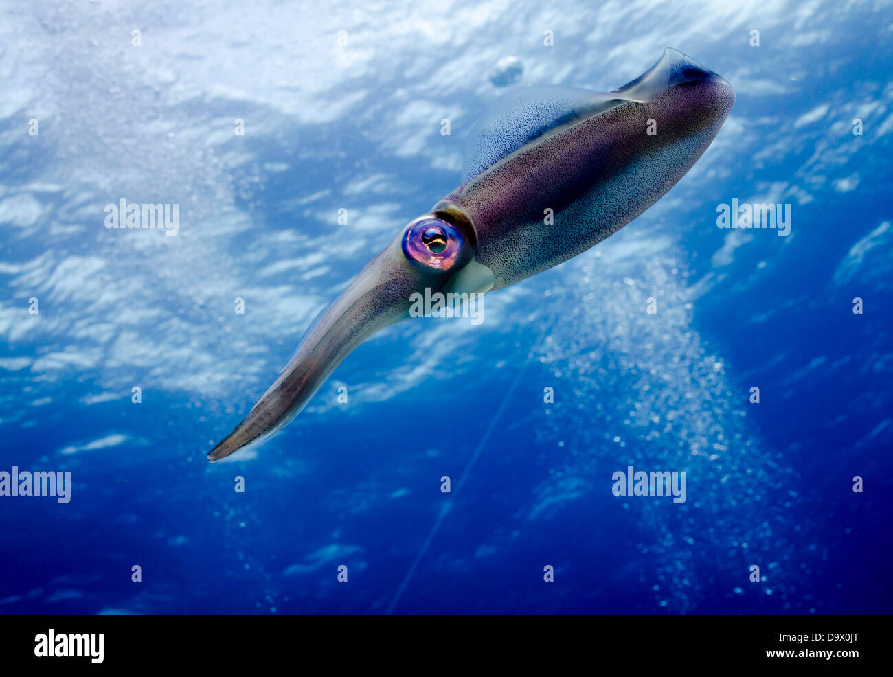 Squid and cuttlefish hi-res stock photography and images - Alamy