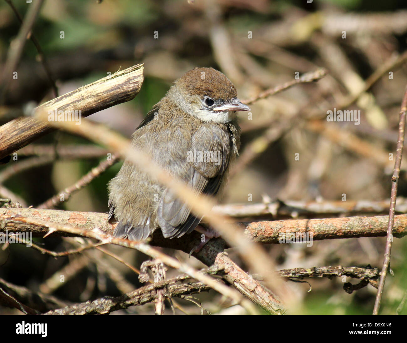 Blackcap