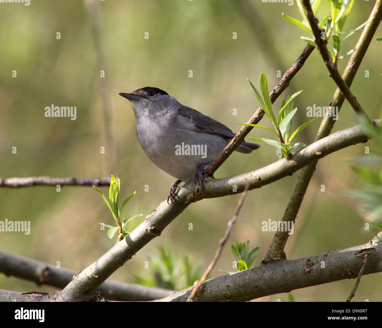 Sylvia atricapilla auf ast hi-res stock photography and images - Alamy
