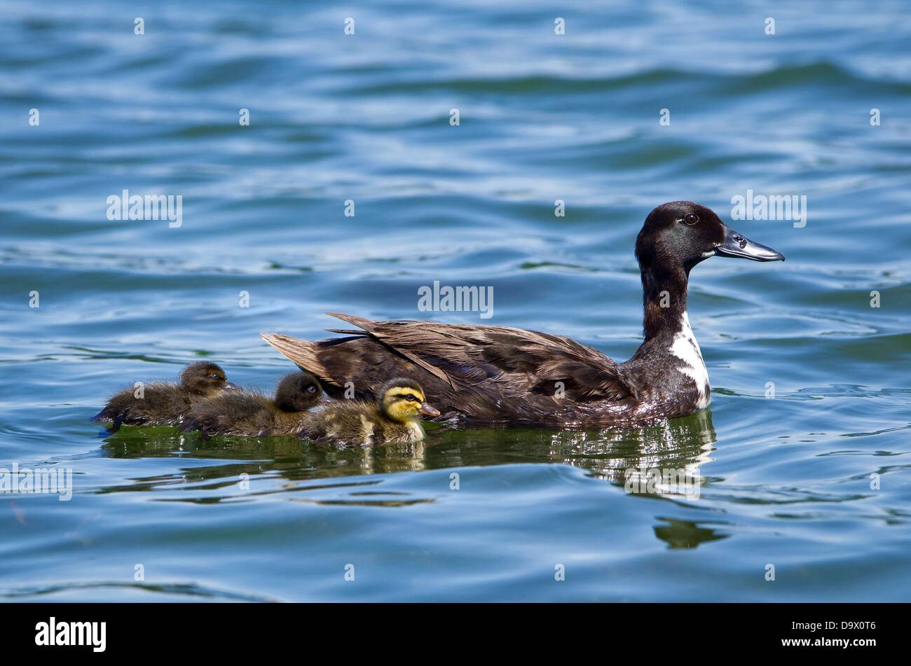 Yellow duckling swimming hi-res stock photography and images - Alamy