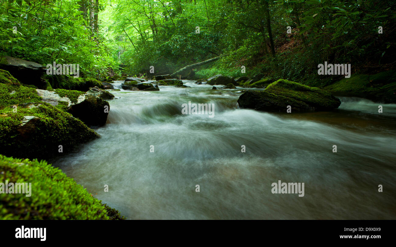 River in lush green forest hi-res stock photography and images - Alamy