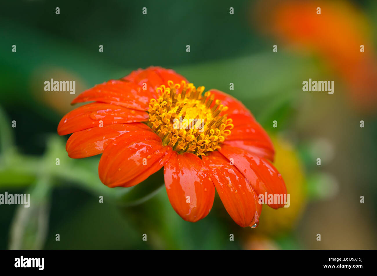 Orange Mexican sunflower (Tithonia rotundifolia) with water droplets ...