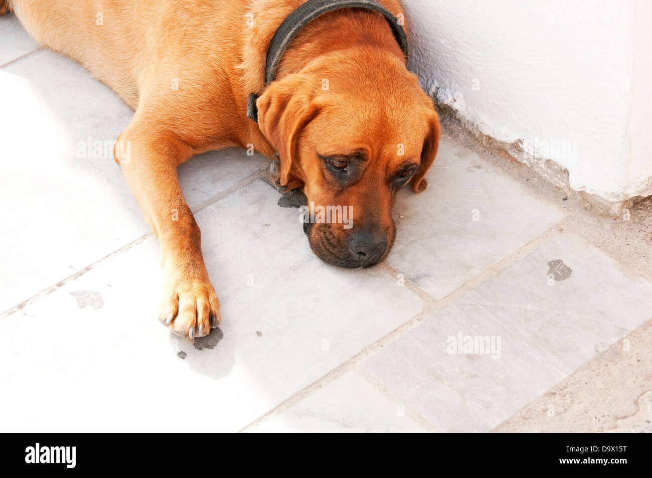Street dog lying down, Oia, Santorini, Greece Stock Photo - Alamy