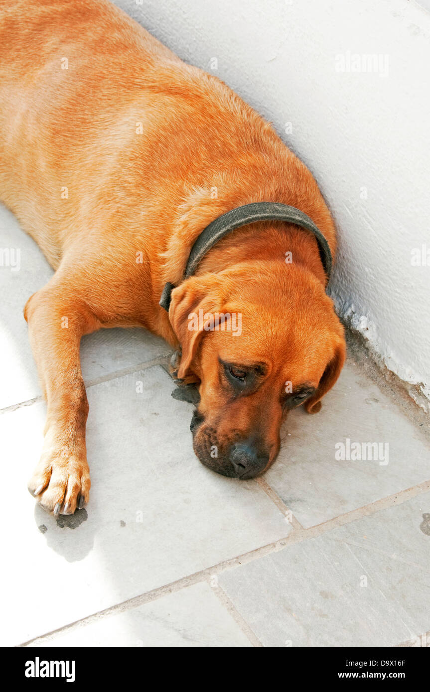 Street dog lying down, Oia, Santorini, Greece Stock Photo - Alamy