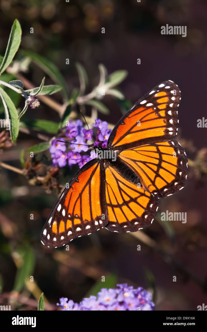 Viceroy butterfly (Limenitis archippus) feeding on purple butterfly ...
