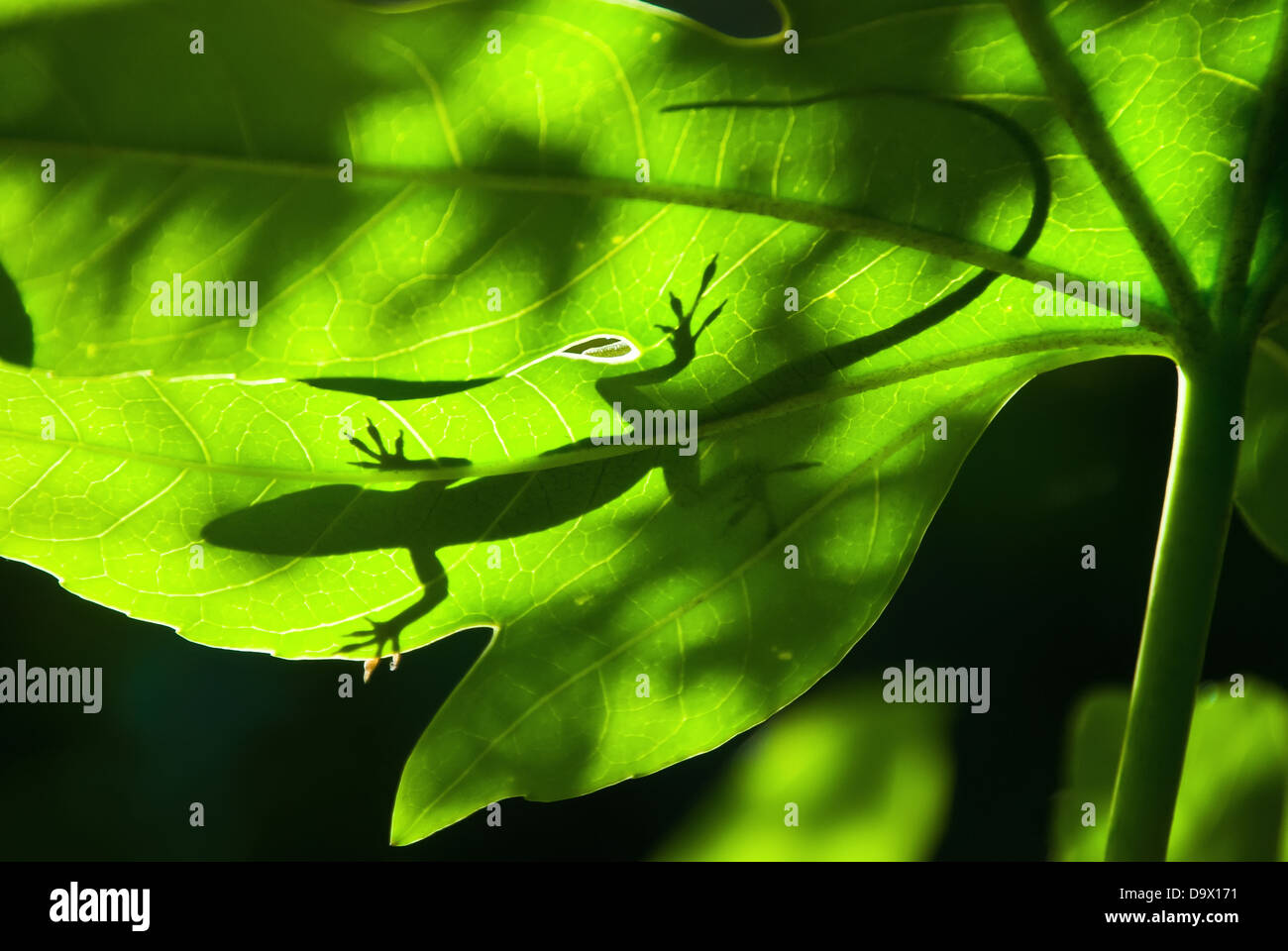Reptile lizard leaf animal hi-res stock photography and images - Alamy