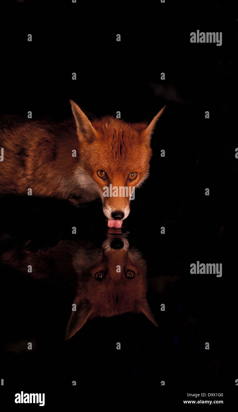 red fox reflections Stock Photo - Alamy