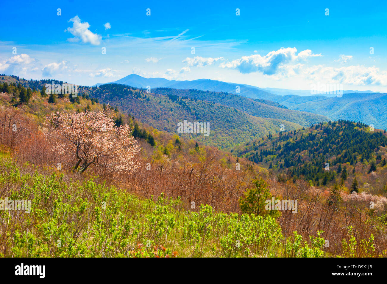 colorful foliage and flowers in great smoky mountains Stock Photo - Alamy