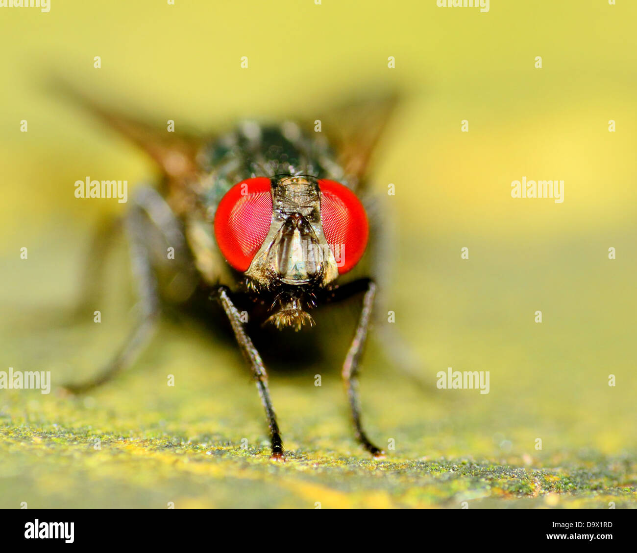 Macro closeup of a fly perched on a wooden plank Stock Photo - Alamy
