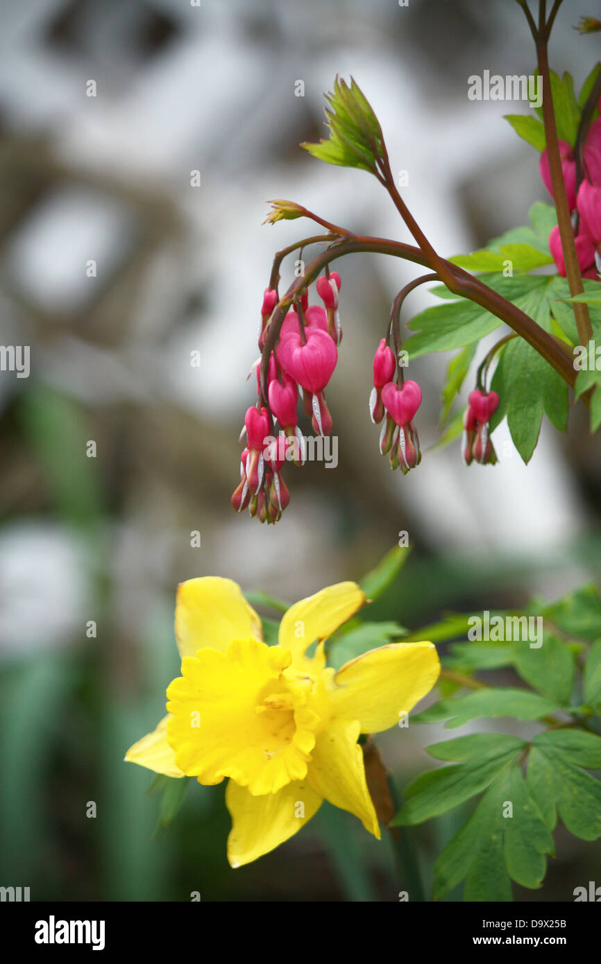 Yellow bleeding heart hi-res stock photography and images - Alamy