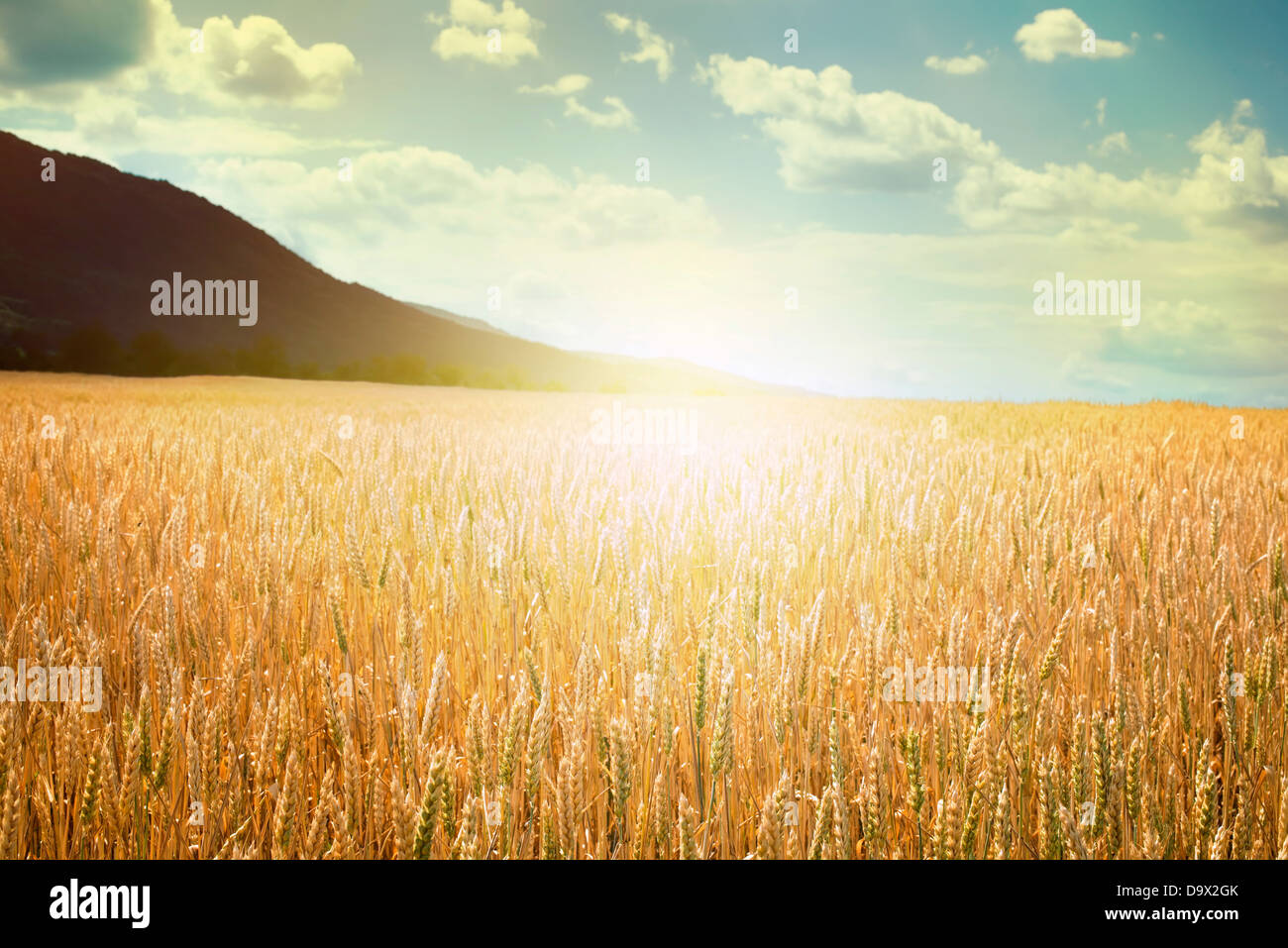 Cereal crops and sunlight. Cloudy sunset sky Stock Photo - Alamy