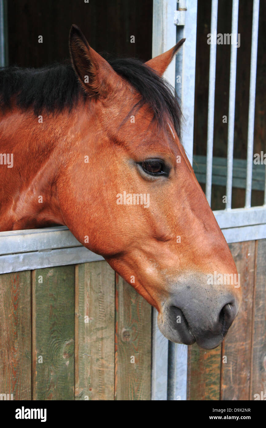 Portrait of a brown male horse in stable Stock Photo - Alamy