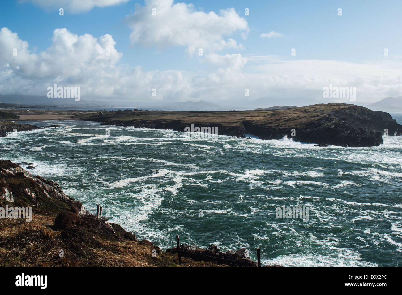 Bolus head hi-res stock photography and images - Alamy