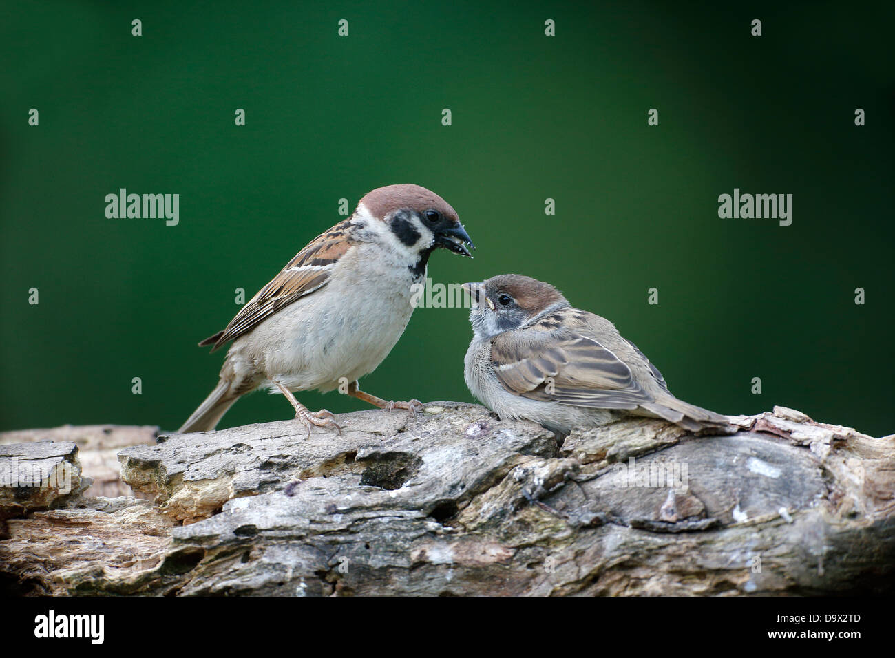 Male tree sparrow uk hi-res stock photography and images - Alamy