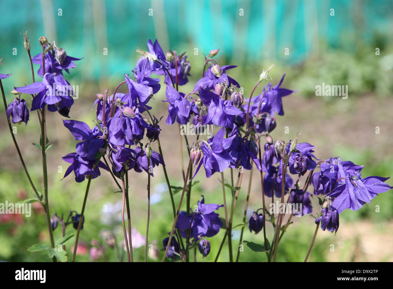 aquilegia flowers in bloom Stock Photo - Alamy