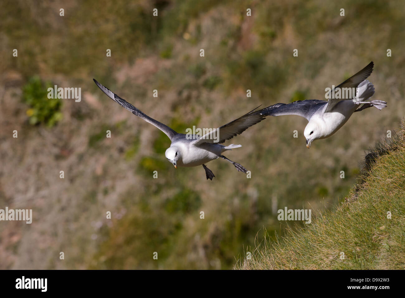 Flying Northern Fulmar Stock Photo - Alamy