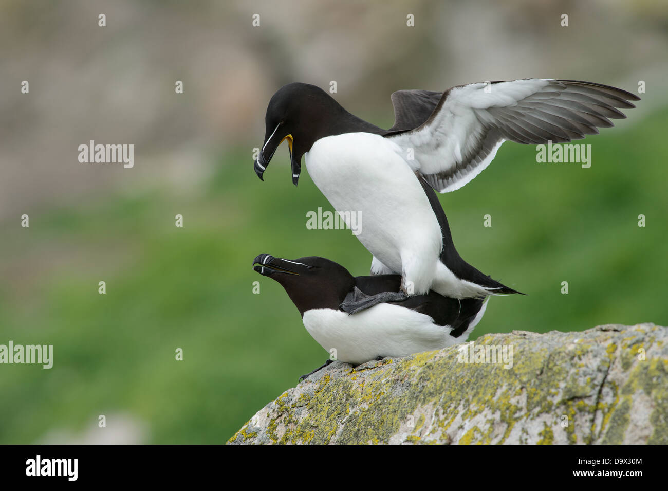 Couple of Razorbills mating Stock Photo - Alamy