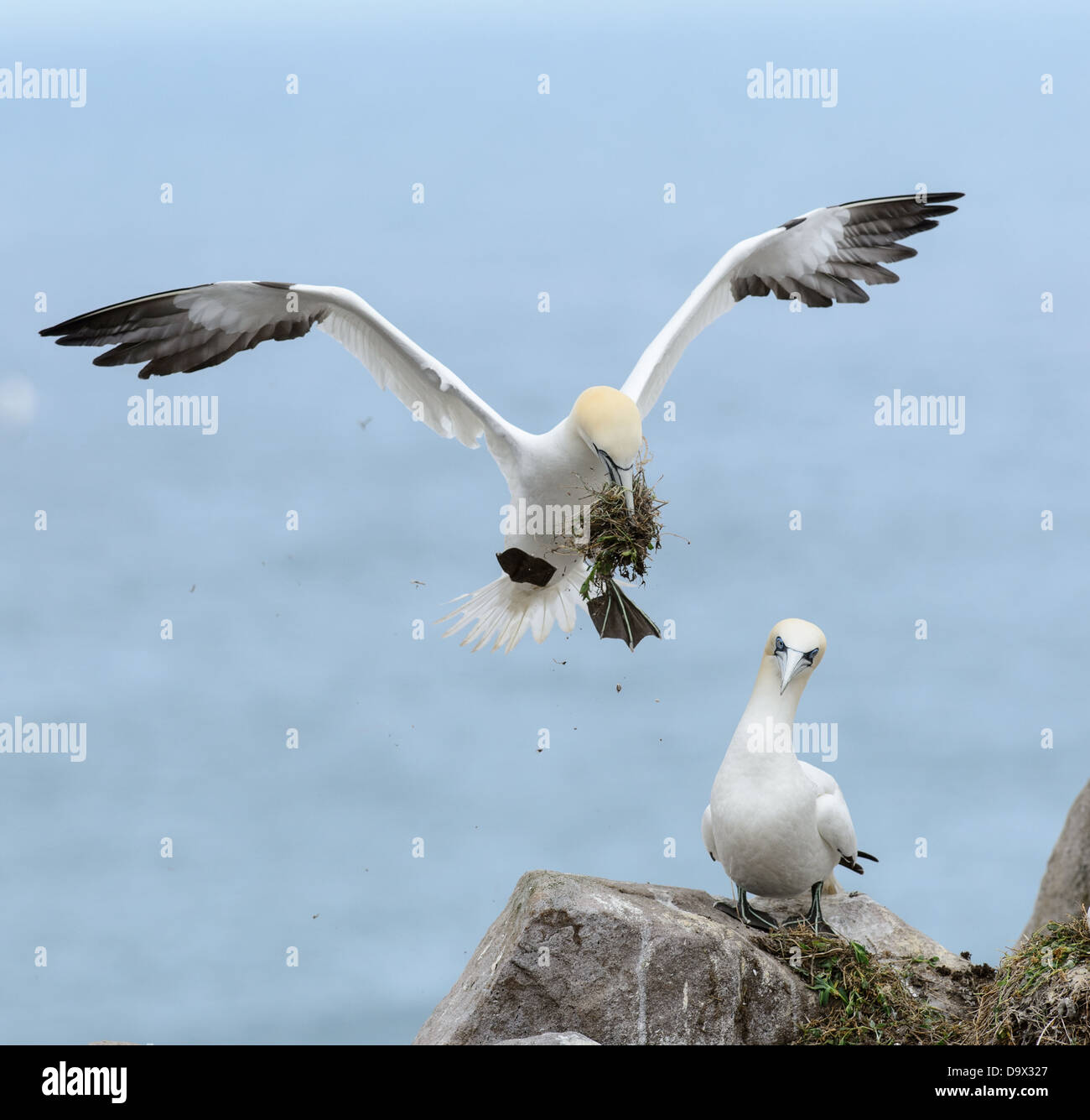 Flying gannet hi-res stock photography and images - Alamy