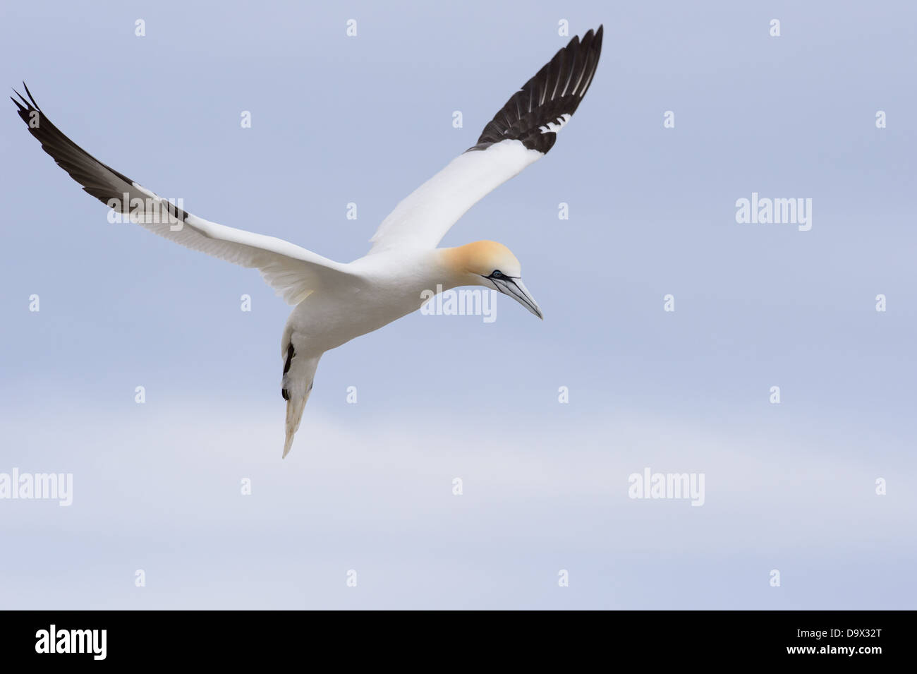 Flying gannet hi-res stock photography and images - Alamy