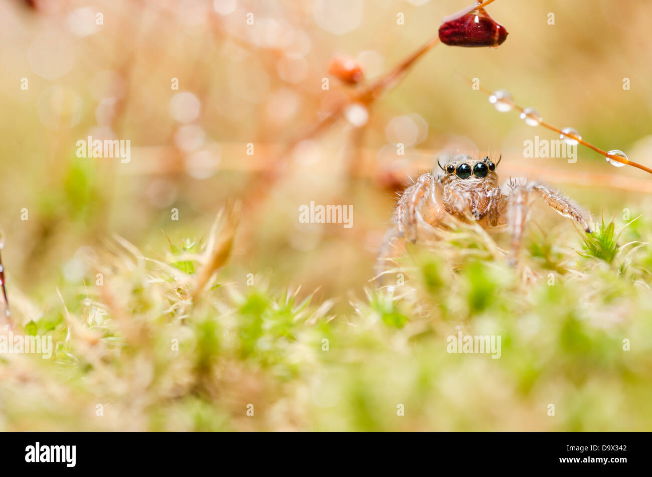 jumping spider in green nature or in the garden Stock Photo - Alamy
