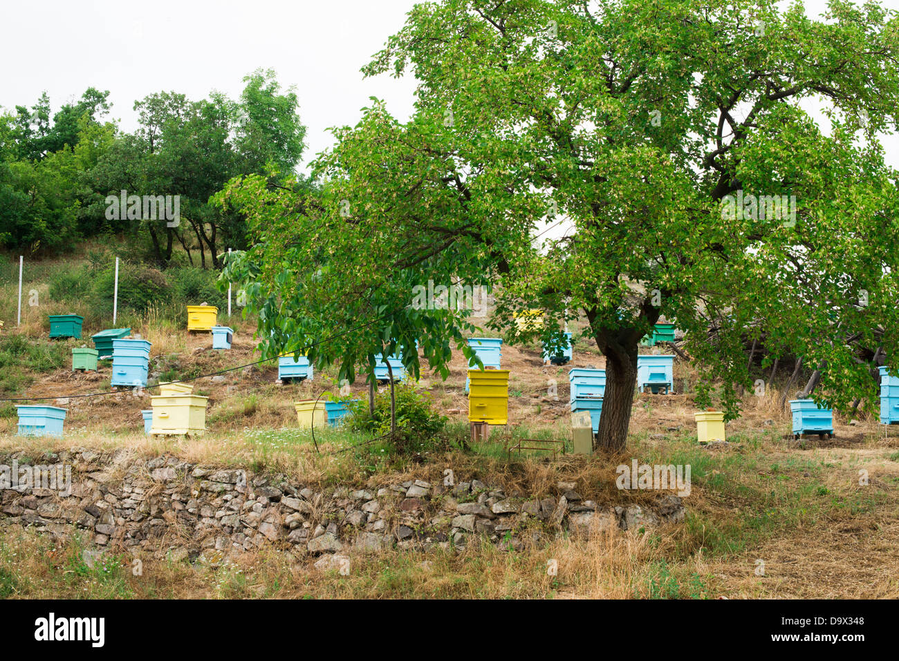 Meadow with bee hives and tree. Small bee farm Stock Photo - Alamy