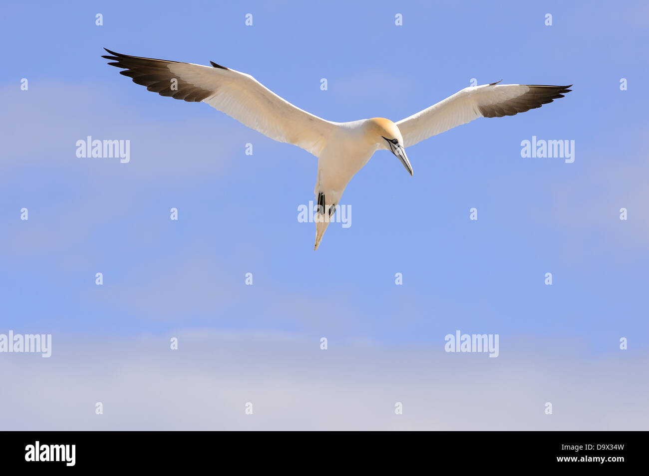 Flying Northern Gannets Stock Photo - Alamy