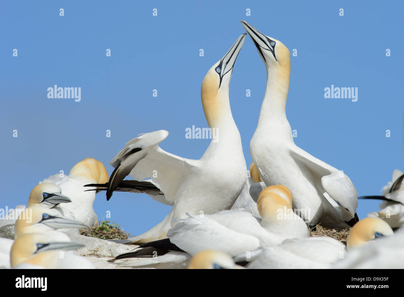 Displaying couple of Northern Gannets Stock Photo - Alamy