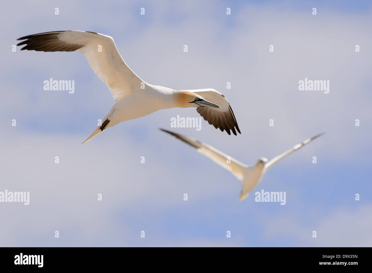 Flying Northern Gannets Stock Photo - Alamy