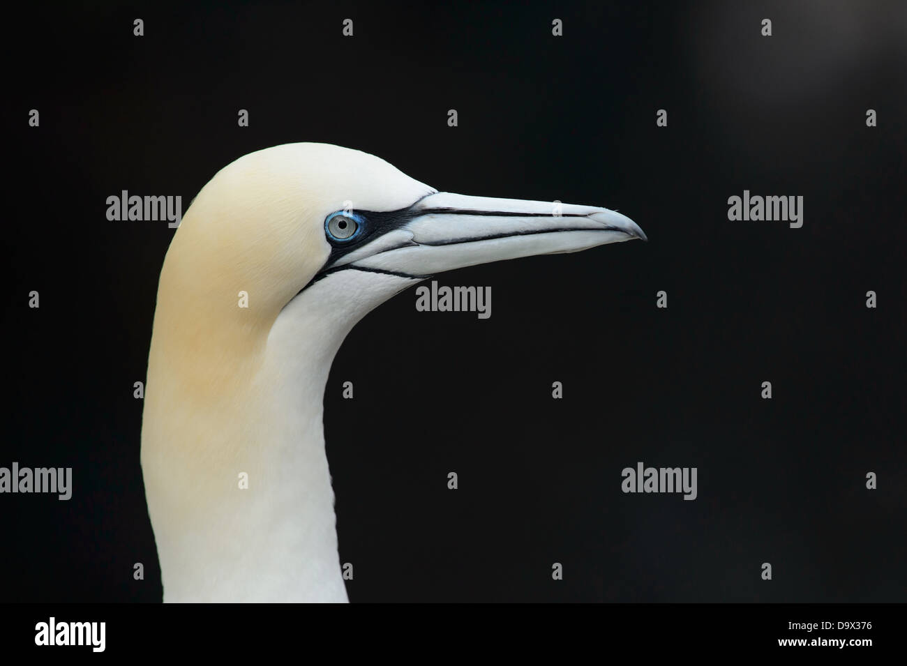 Portrait of a Northern Gannet Stock Photo - Alamy