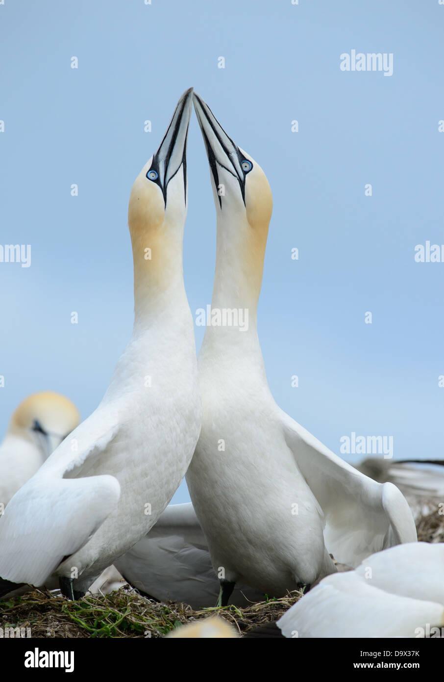Vogels aves fauna hi-res stock photography and images - Alamy