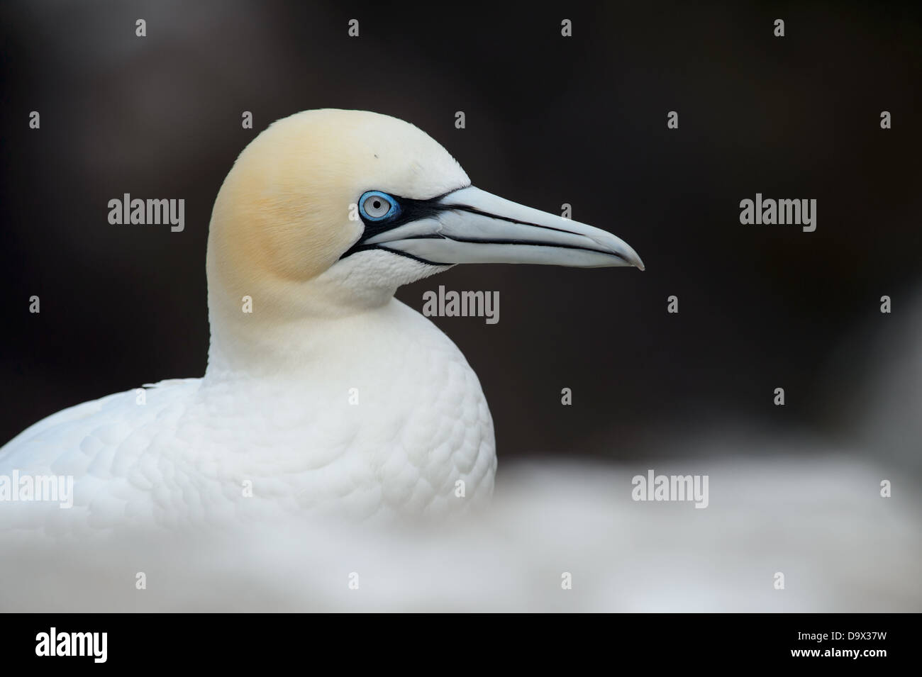 Portrait of a Northern Gannet Stock Photo - Alamy