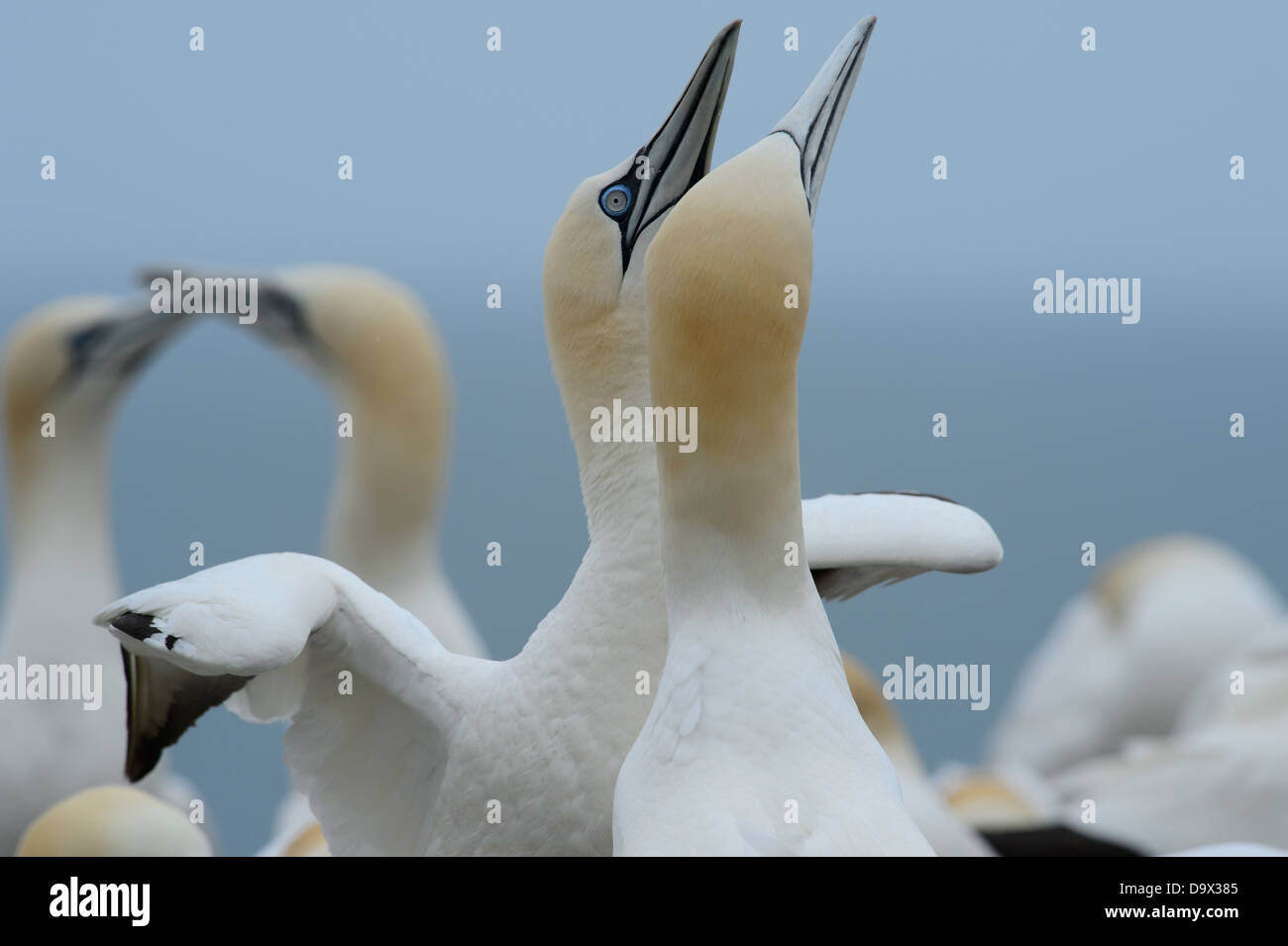 Displaying couple of Northern Gannets Stock Photo - Alamy