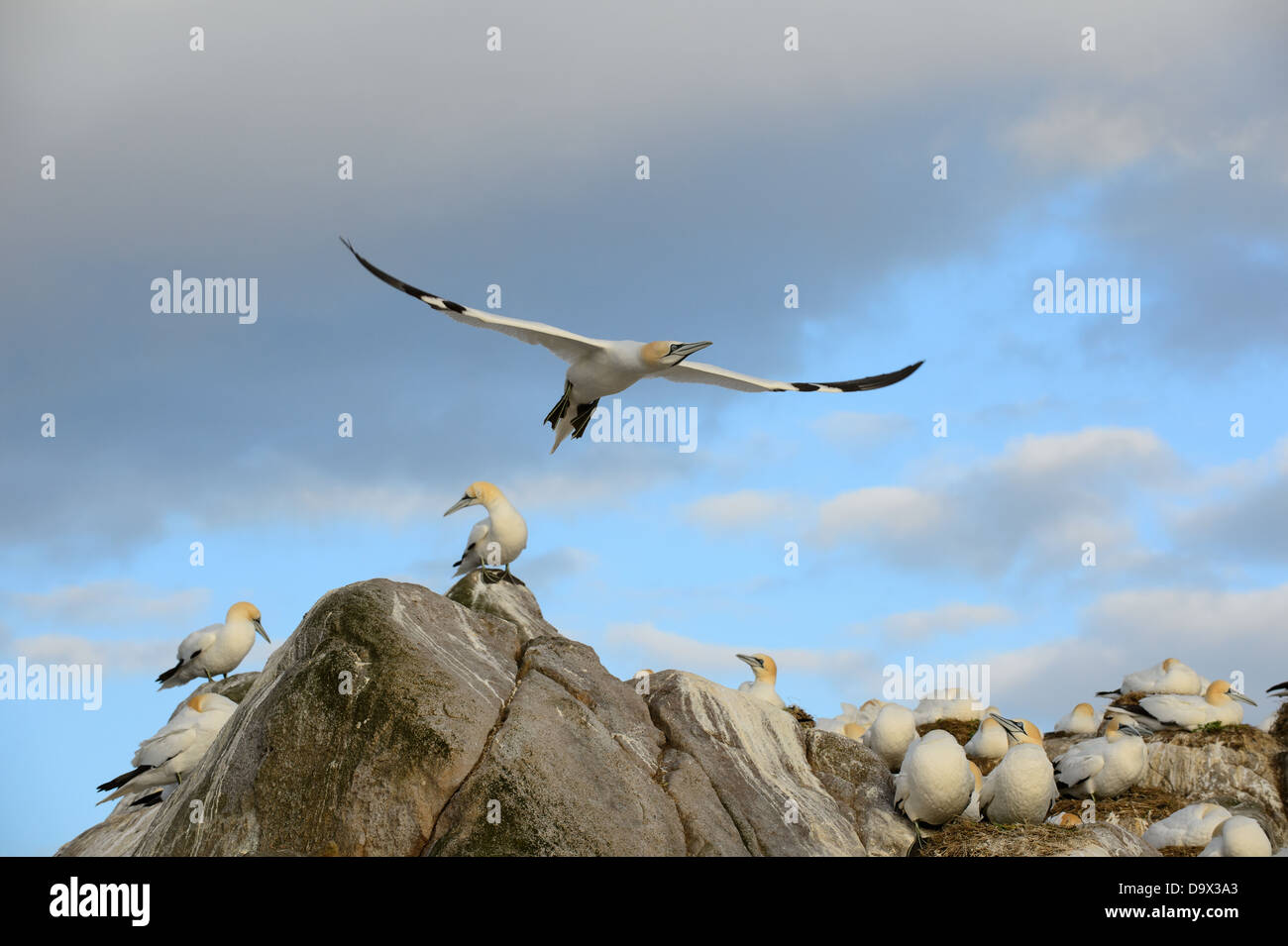Flying Northern Gannets Stock Photo - Alamy