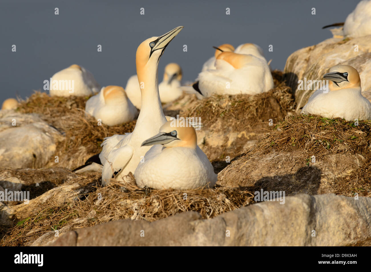 Pair of Northern Gannets on their nest Stock Photo - Alamy