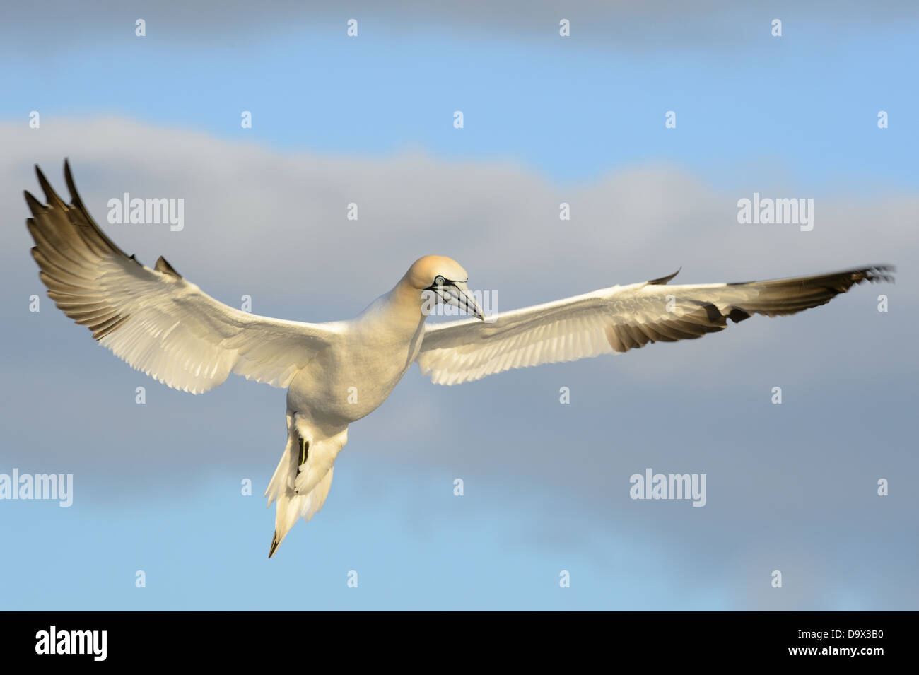 Flying Northern Gannets before landing Stock Photo - Alamy