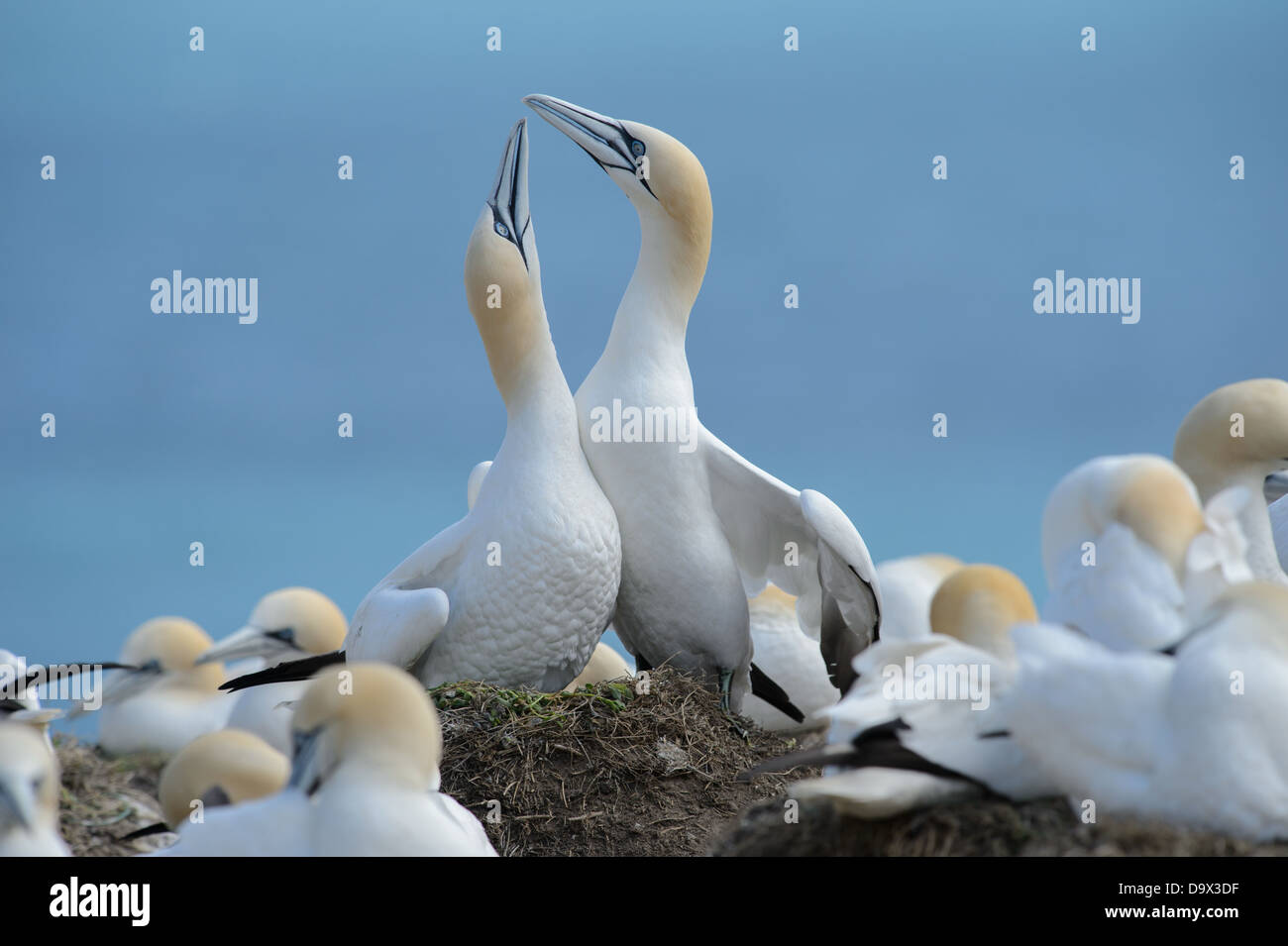 Displaying pair of Northern gannets Stock Photo - Alamy