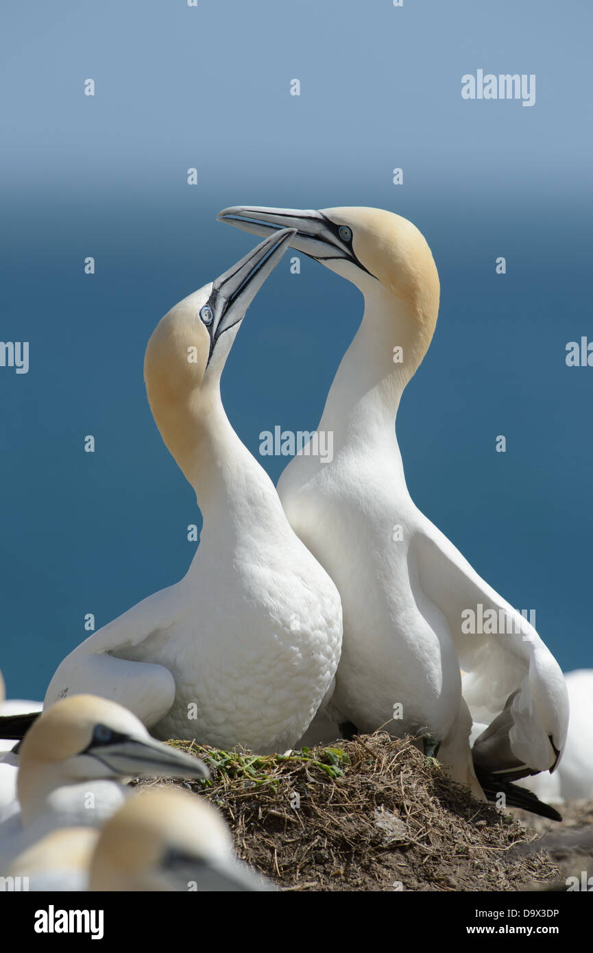 Animals displaying hi-res stock photography and images - Alamy