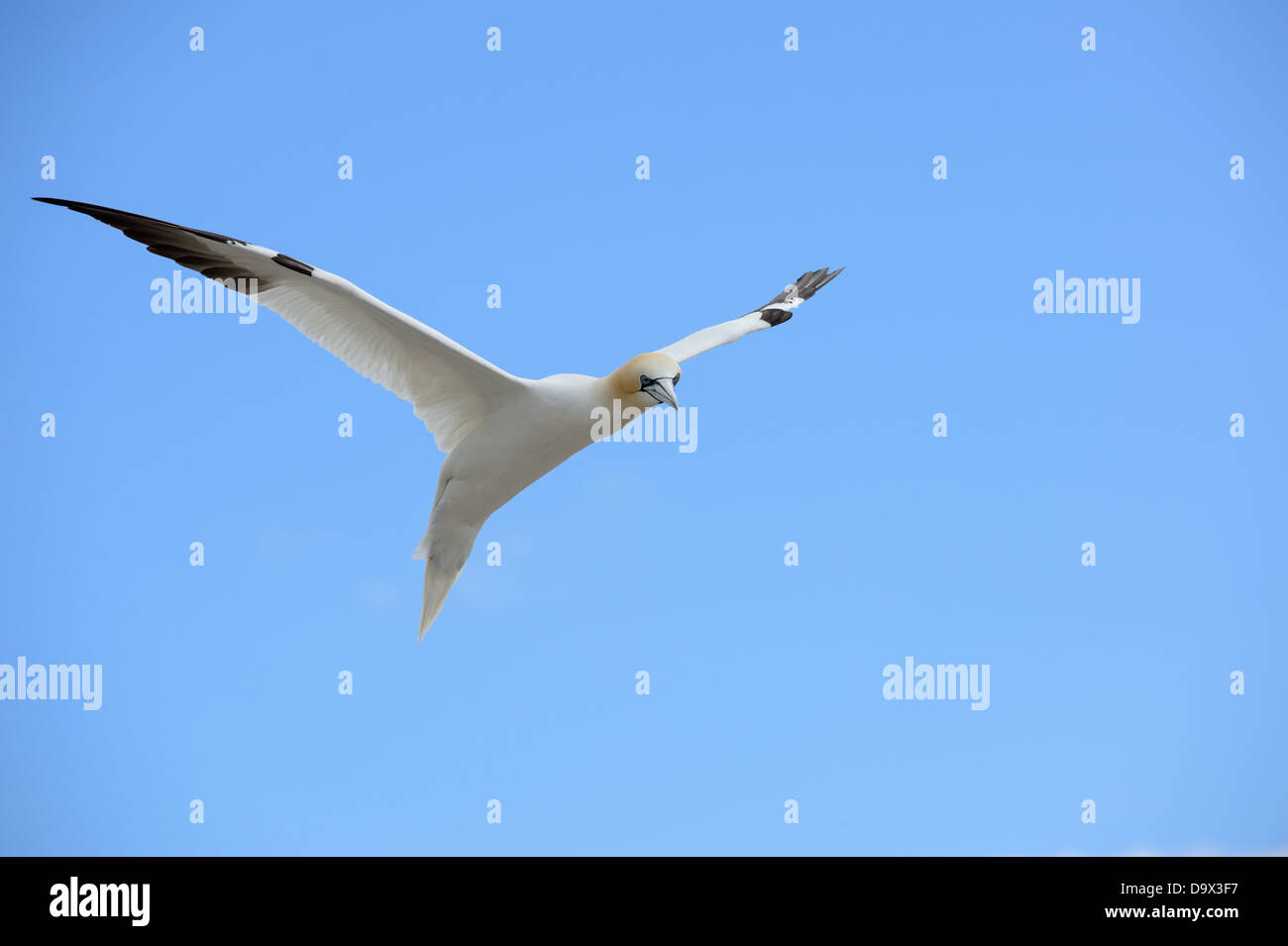 Flying Northern Gannet Stock Photo - Alamy