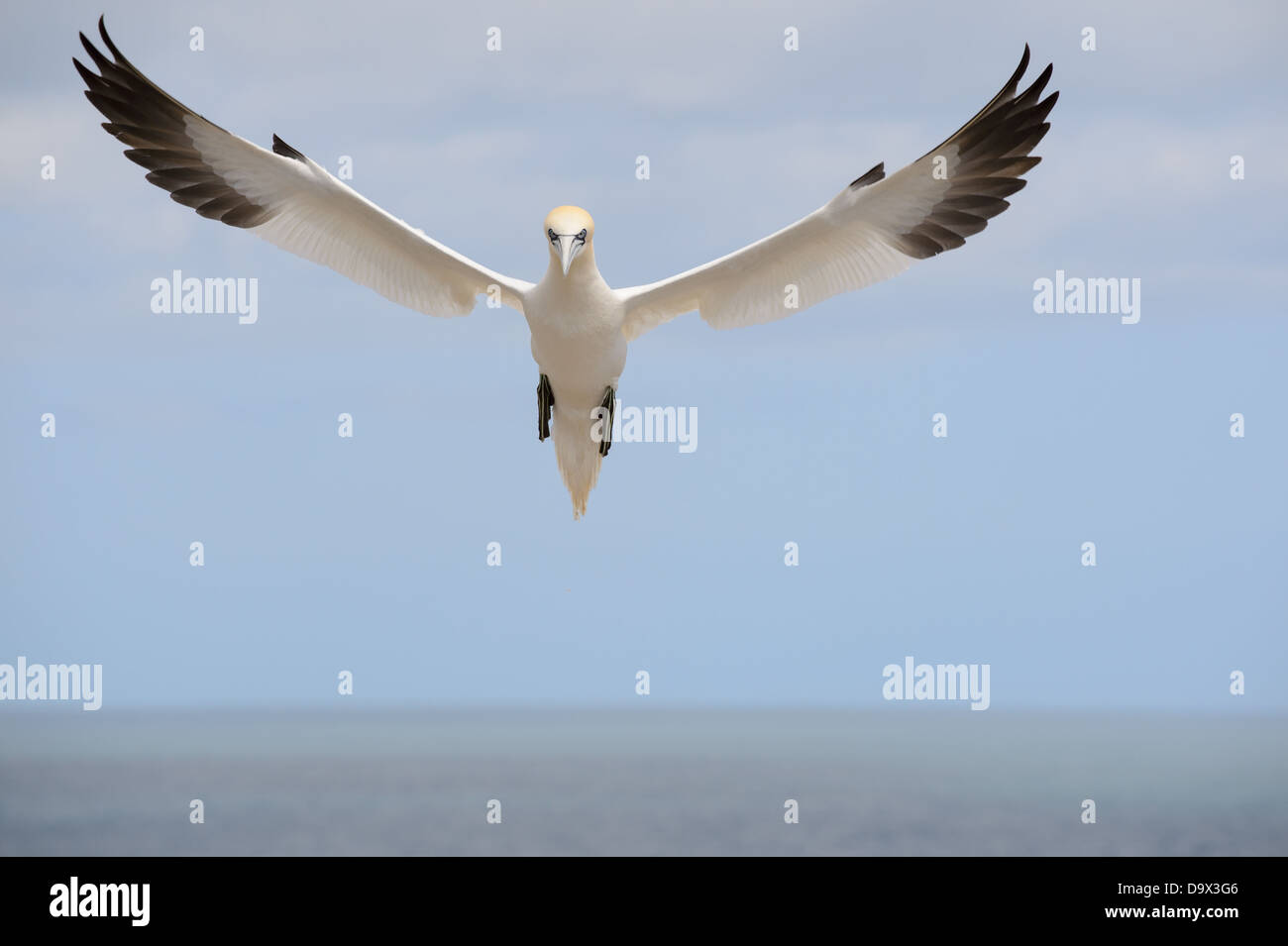 Flying Northern Gannet Stock Photo - Alamy