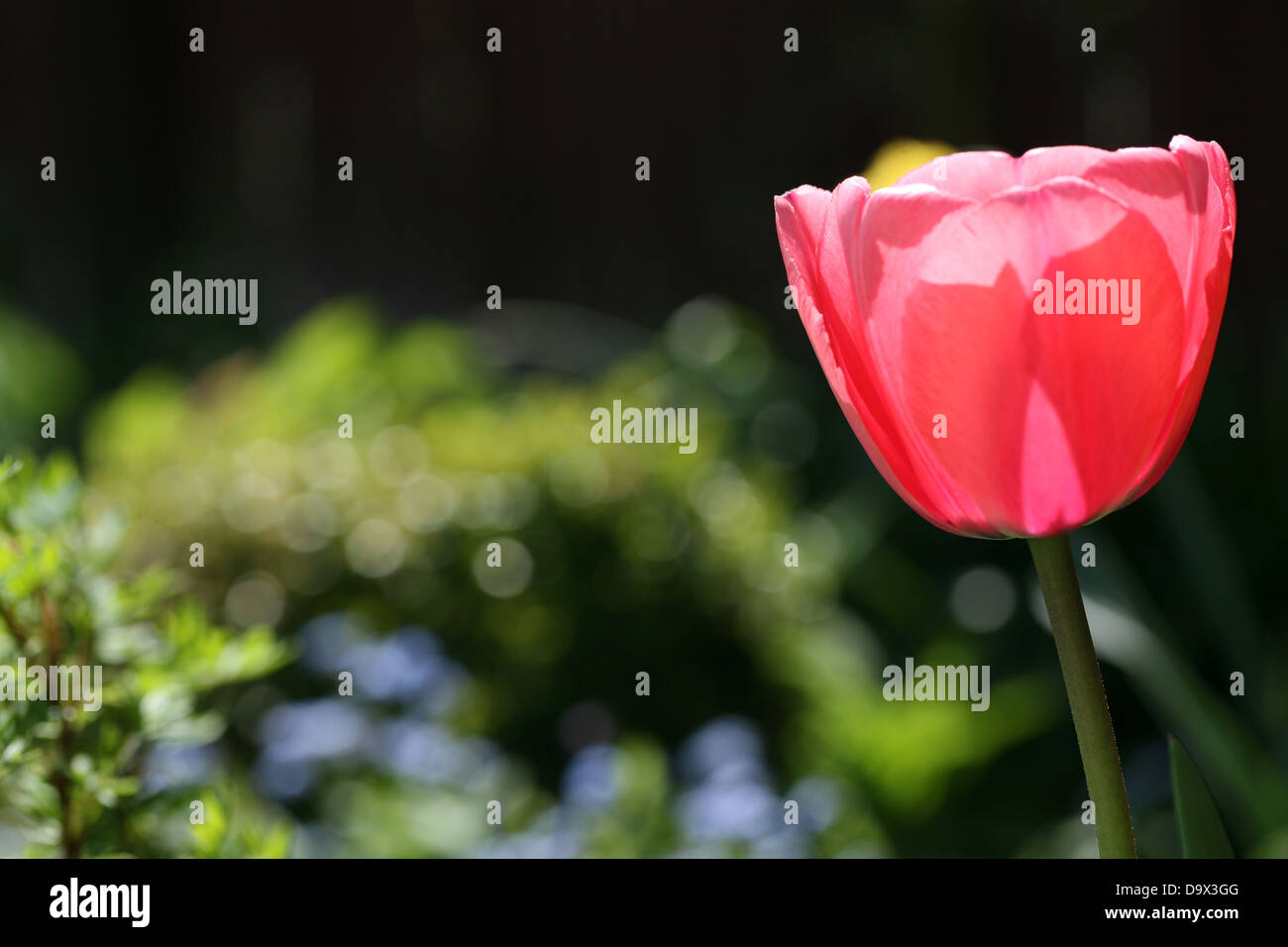 tulips flowering in spring Stock Photo - Alamy