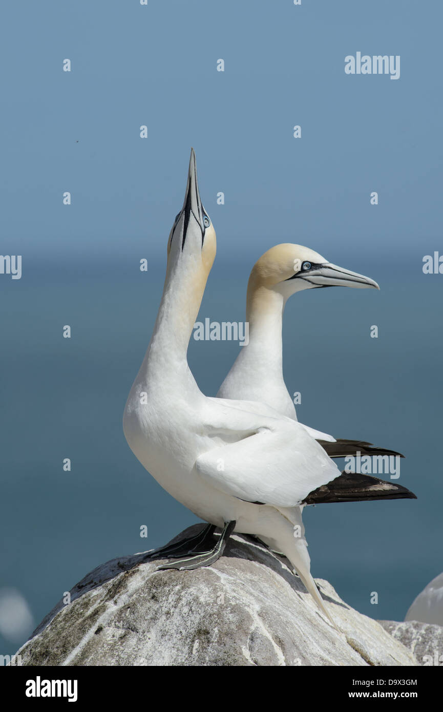 Paar pair hi-res stock photography and images - Alamy
